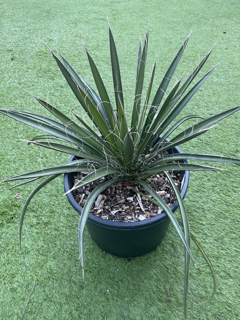 Yucca filifera - The Palm Grower